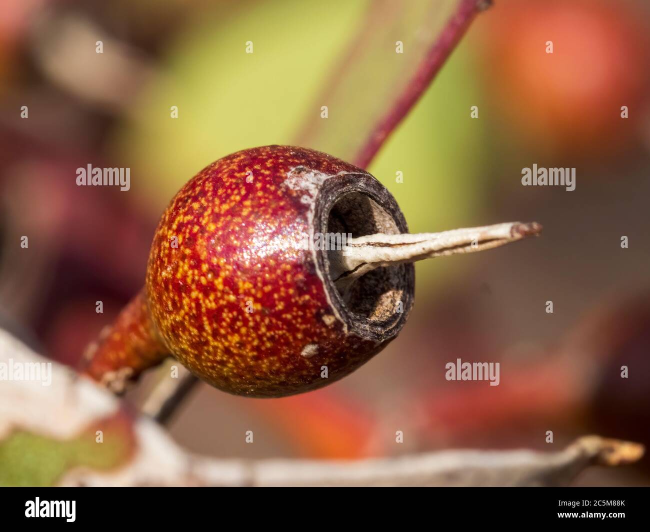 Australian native seed pod hi-res stock photography and images - Alamy