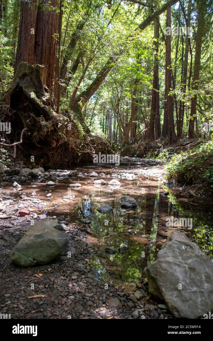 This neighborhood in Mill Valley, CA sits amongst redwood trees and a ...