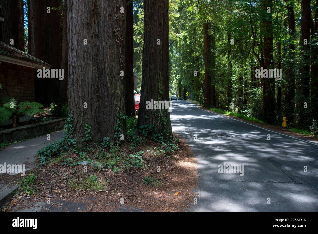 This neighborhood in Mill Valley, CA sits amongst redwood trees and a ...