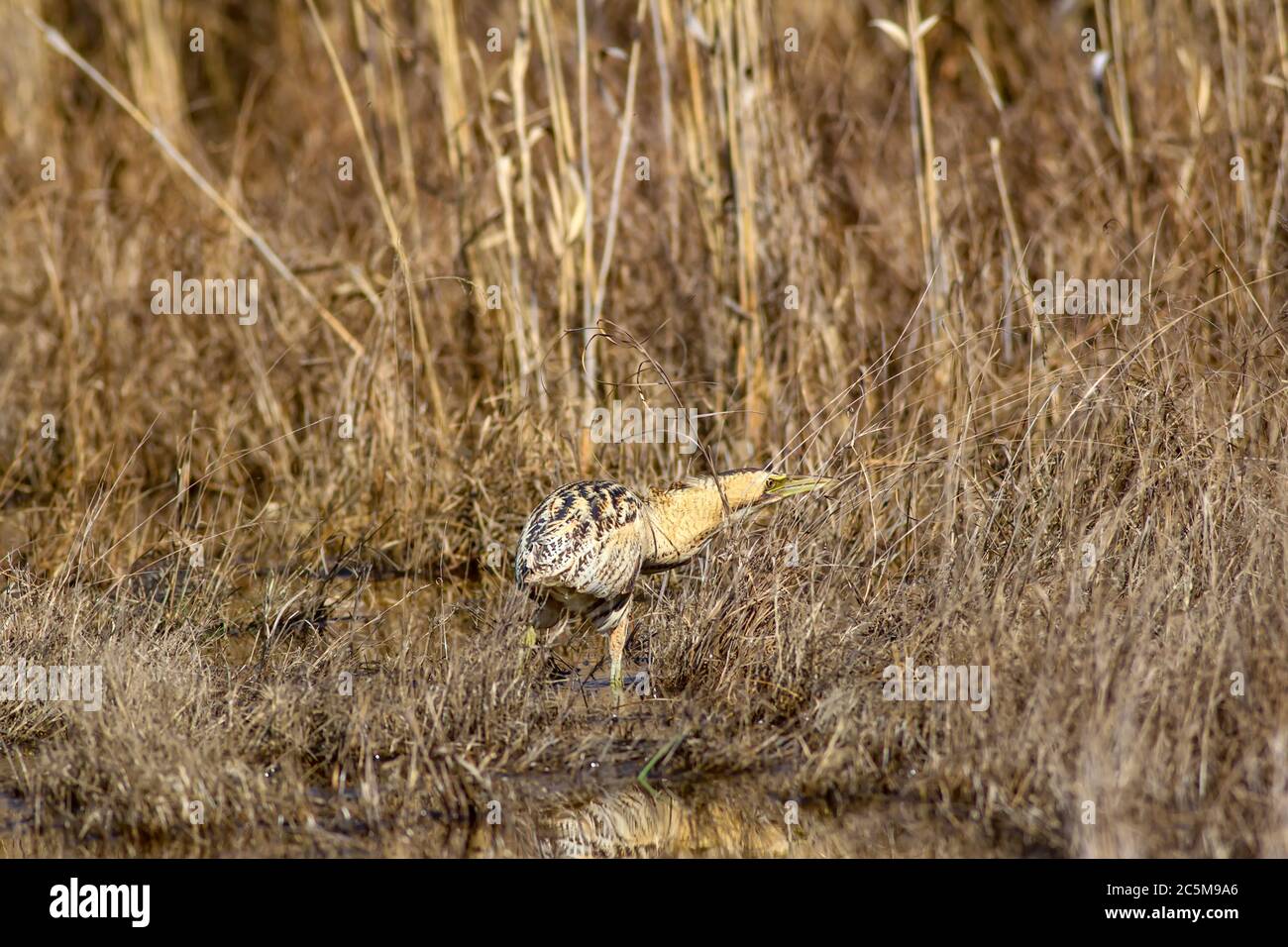 Nature and bird. Bird: Eurasian Bittern. Botaurus stellaris. Yellow ...