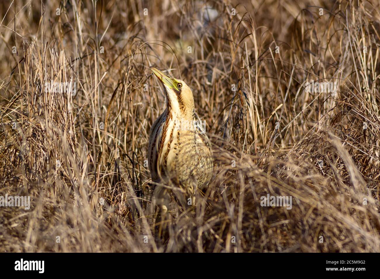 Nature and bird. Bird: Eurasian Bittern. Botaurus stellaris. Yellow ...