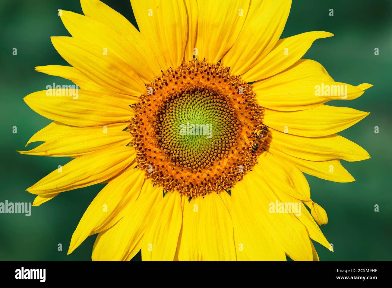 Close-up of sunflower head against green nature background. Blooming ...