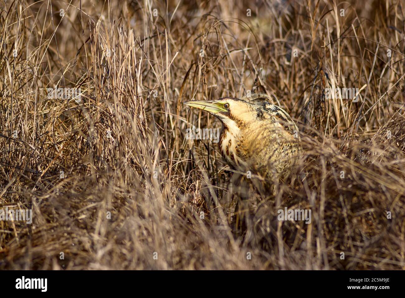 Nature and bird. Bird: Eurasian Bittern. Botaurus stellaris. Yellow ...