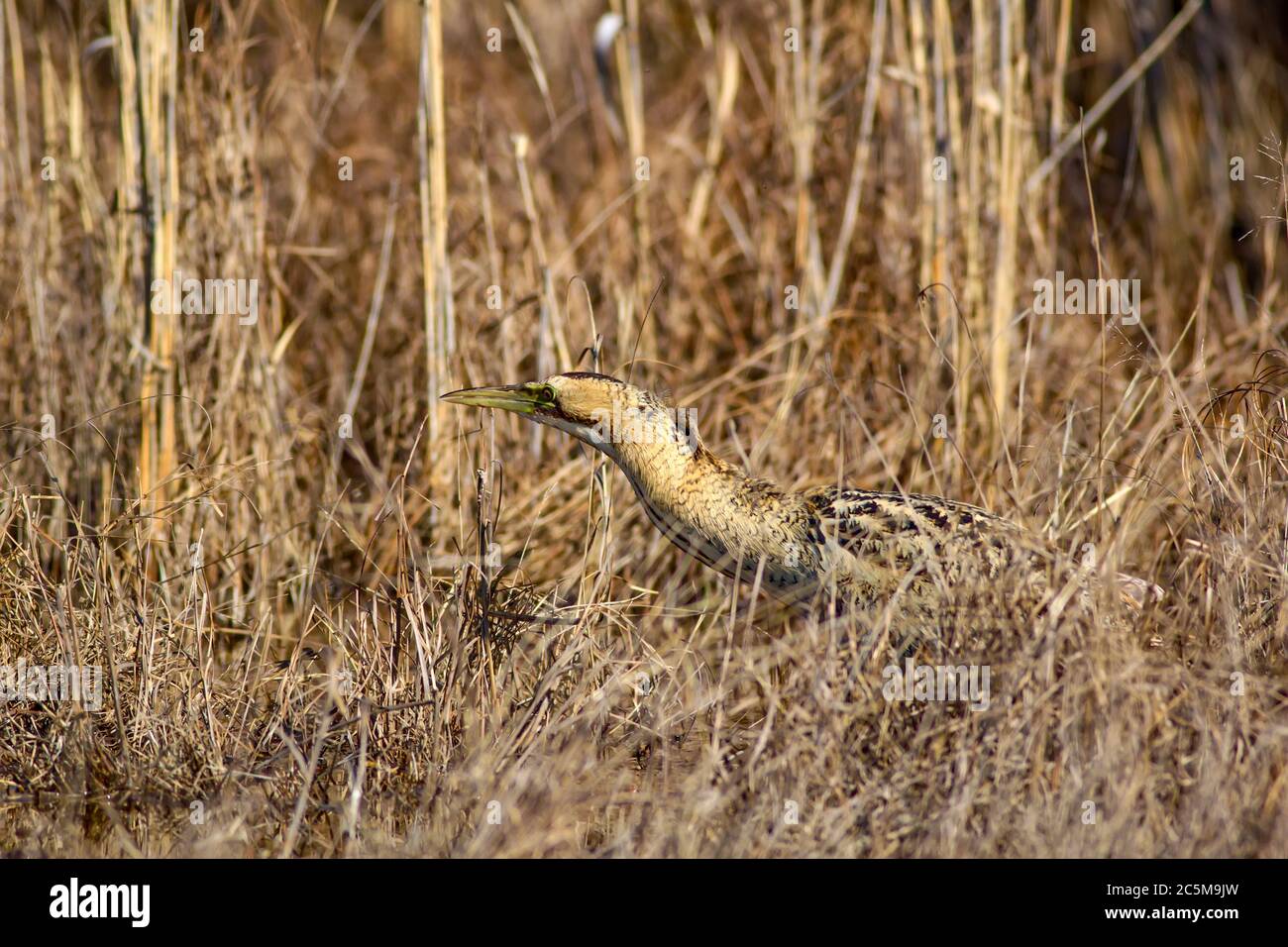 Nature and bird. Bird: Eurasian Bittern. Botaurus stellaris. Yellow ...