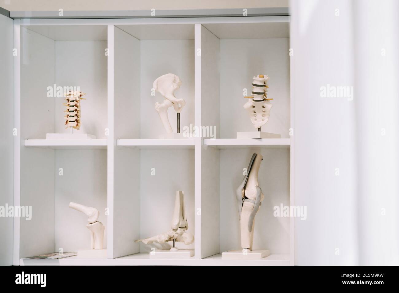 Model of Human knee, leg and other bones for medical education in a ...