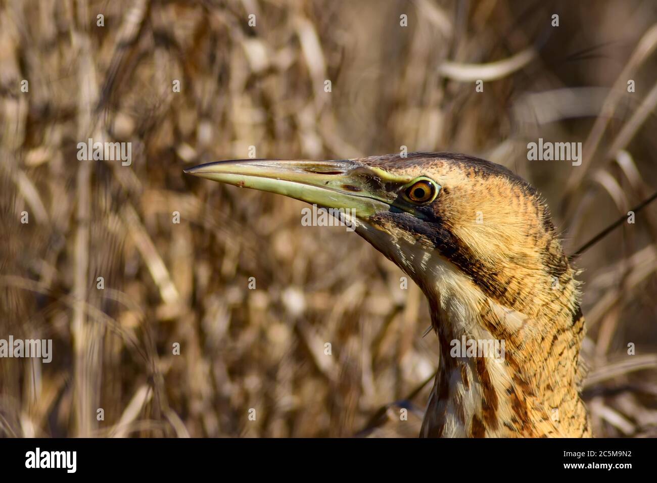 Nature and bird. Bird: Eurasian Bittern. Botaurus stellaris. Yellow ...
