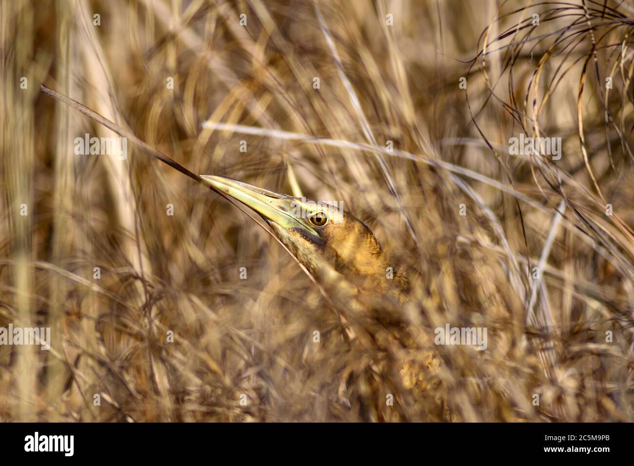 Nature and bird. Bird: Eurasian Bittern. Botaurus stellaris. Yellow ...