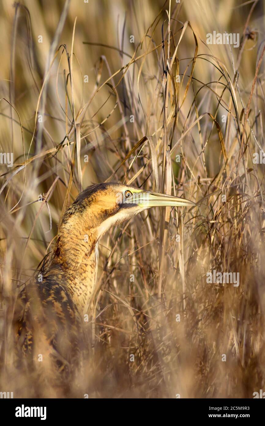 Nature and bird. Bird: Eurasian Bittern. Botaurus stellaris. Yellow ...