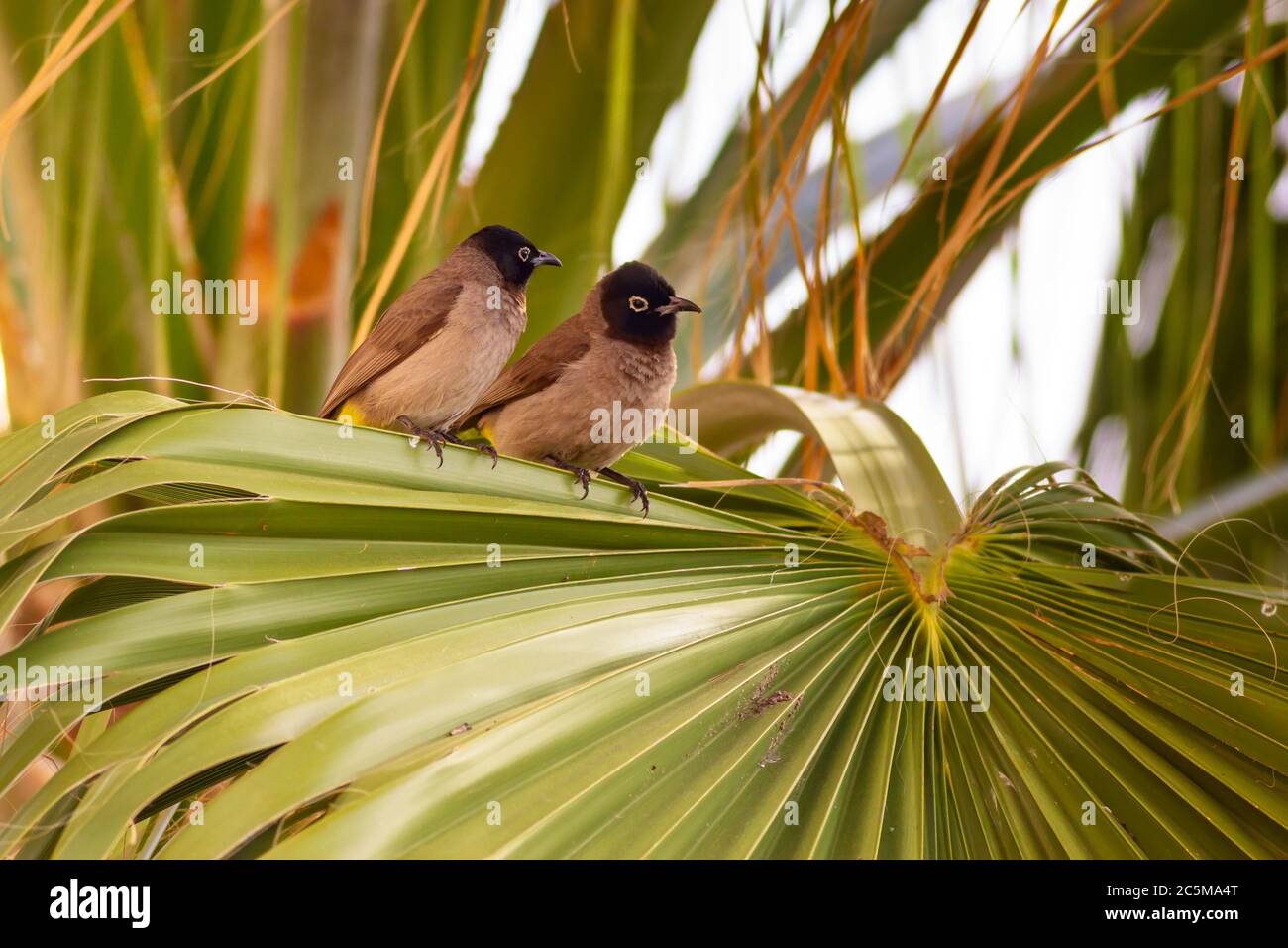 Cute bird bulbul. Nature background. Bird: White spectacled Bulbul ...