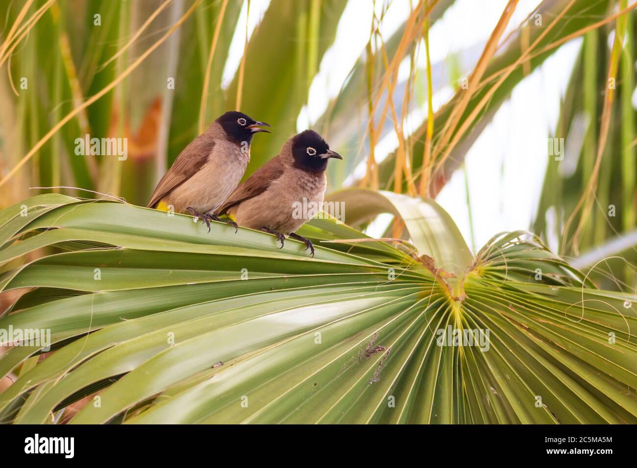 Cute bird bulbul. Nature background. Bird: White spectacled Bulbul ...