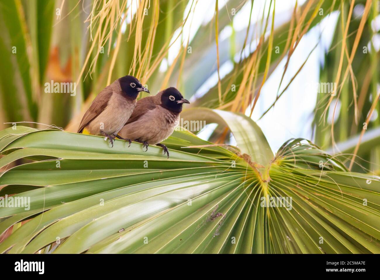 Cute bird bulbul. Nature background. Bird: White spectacled Bulbul ...