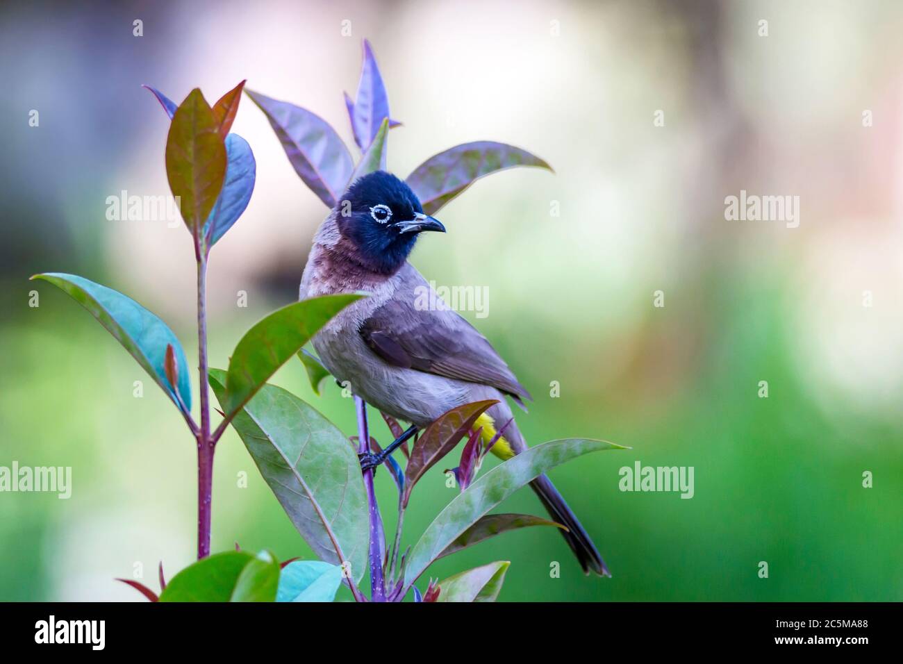 Cute bird bulbul. Nature background. Bird: White spectacled Bulbul ...