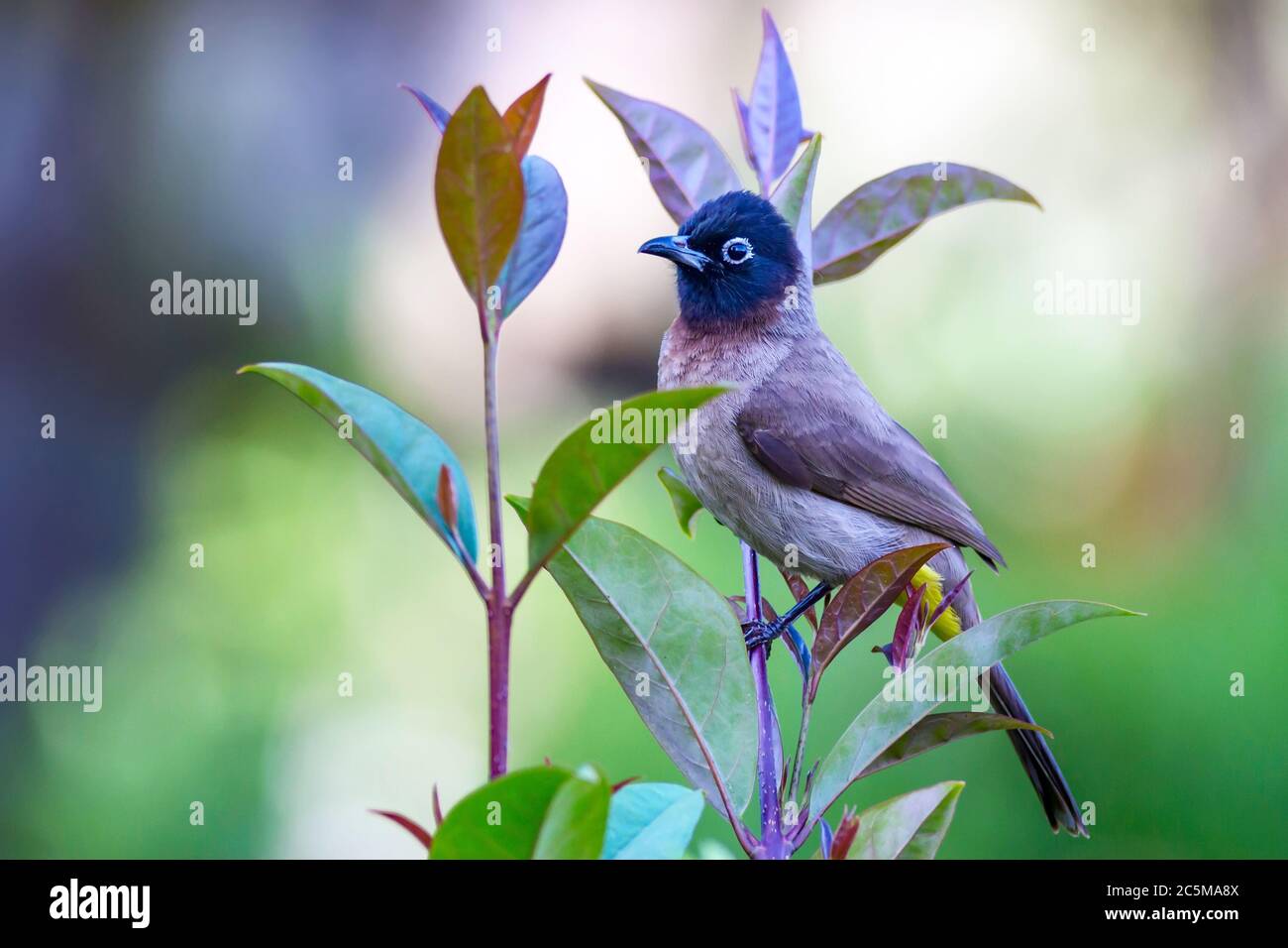 Cute bird bulbul. Nature background. Bird: White spectacled Bulbul ...