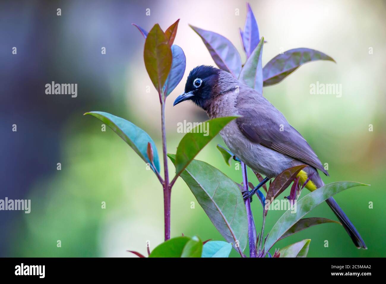 Cute bird bulbul. Nature background. Bird: White spectacled Bulbul ...