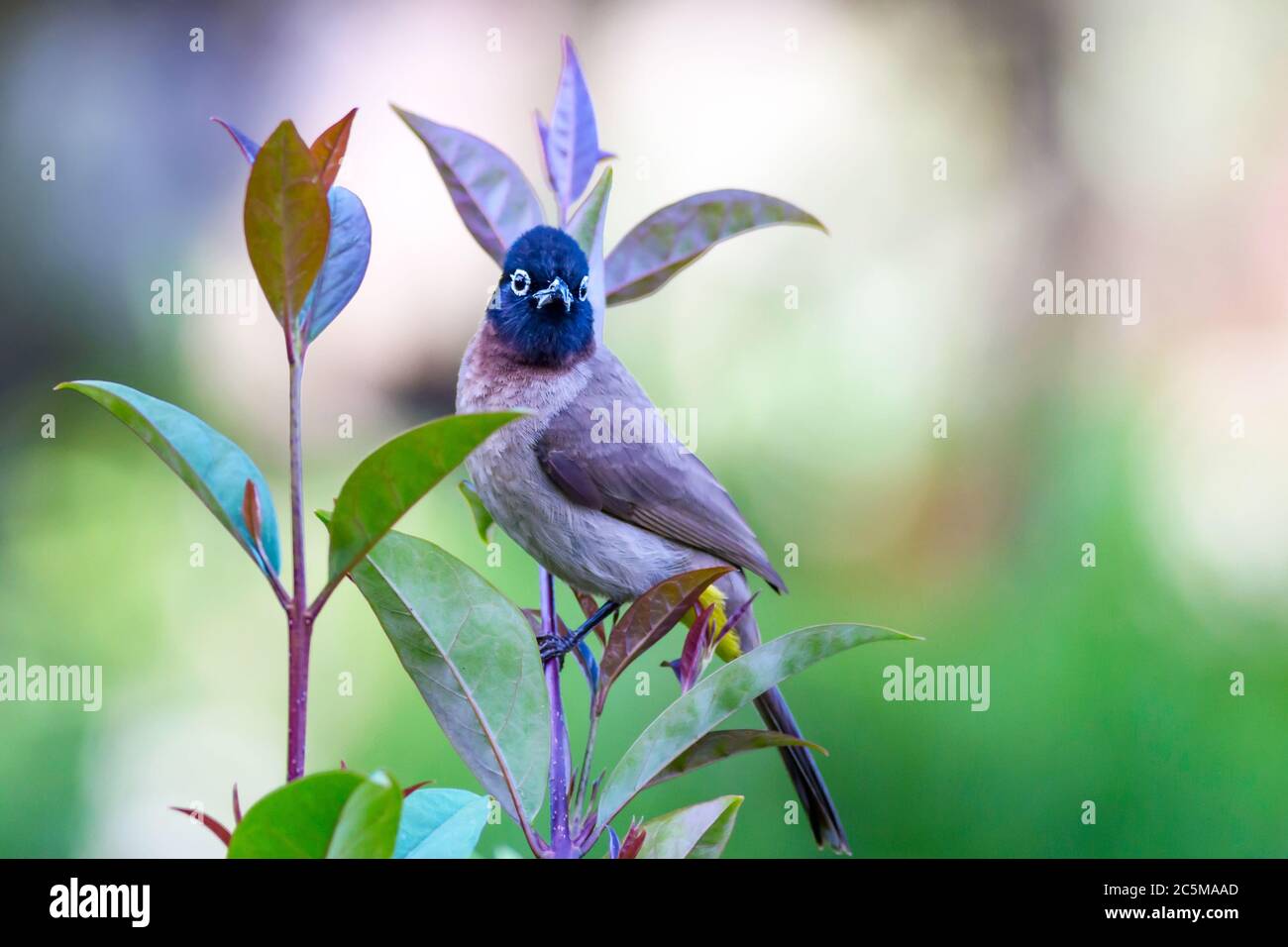 Cute bird bulbul. Nature background. Bird: White spectacled Bulbul ...
