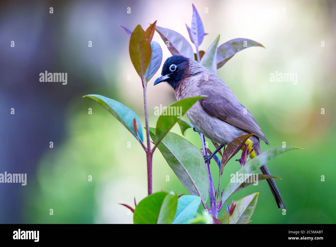 Cute bird bulbul. Nature background. Bird: White spectacled Bulbul ...