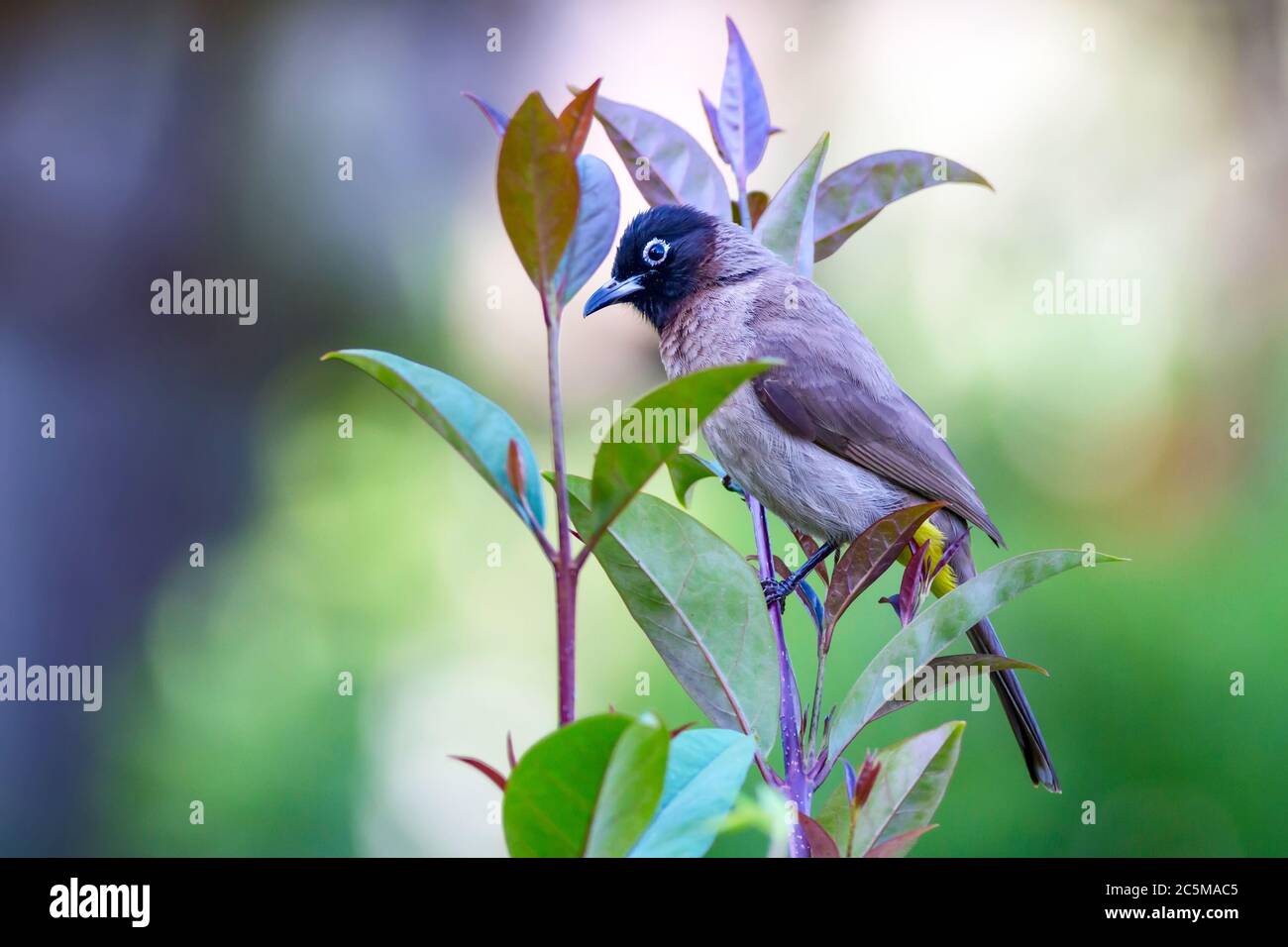 Cute bird bulbul. Nature background. Bird: White spectacled Bulbul ...