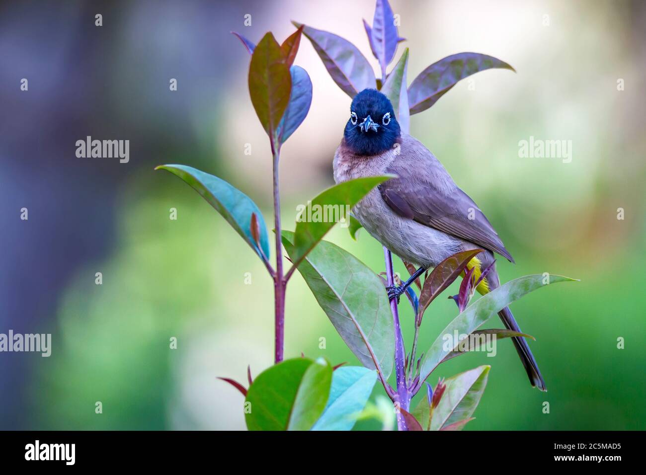Cute bird bulbul. Nature background. Bird: White spectacled Bulbul ...