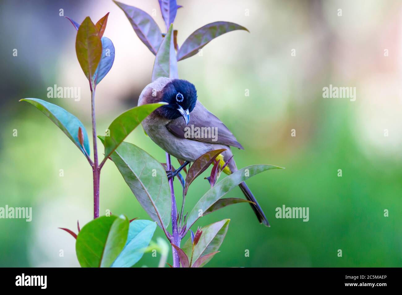 Cute bird bulbul. Nature background. Bird: White spectacled Bulbul ...