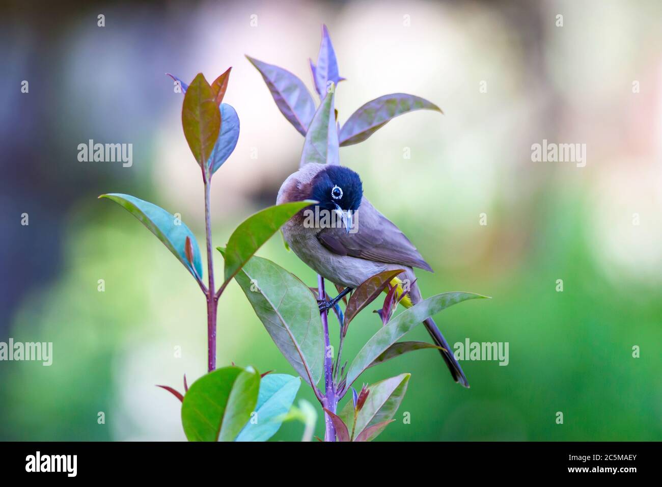 Cute bird bulbul. Nature background. Bird: White spectacled Bulbul ...