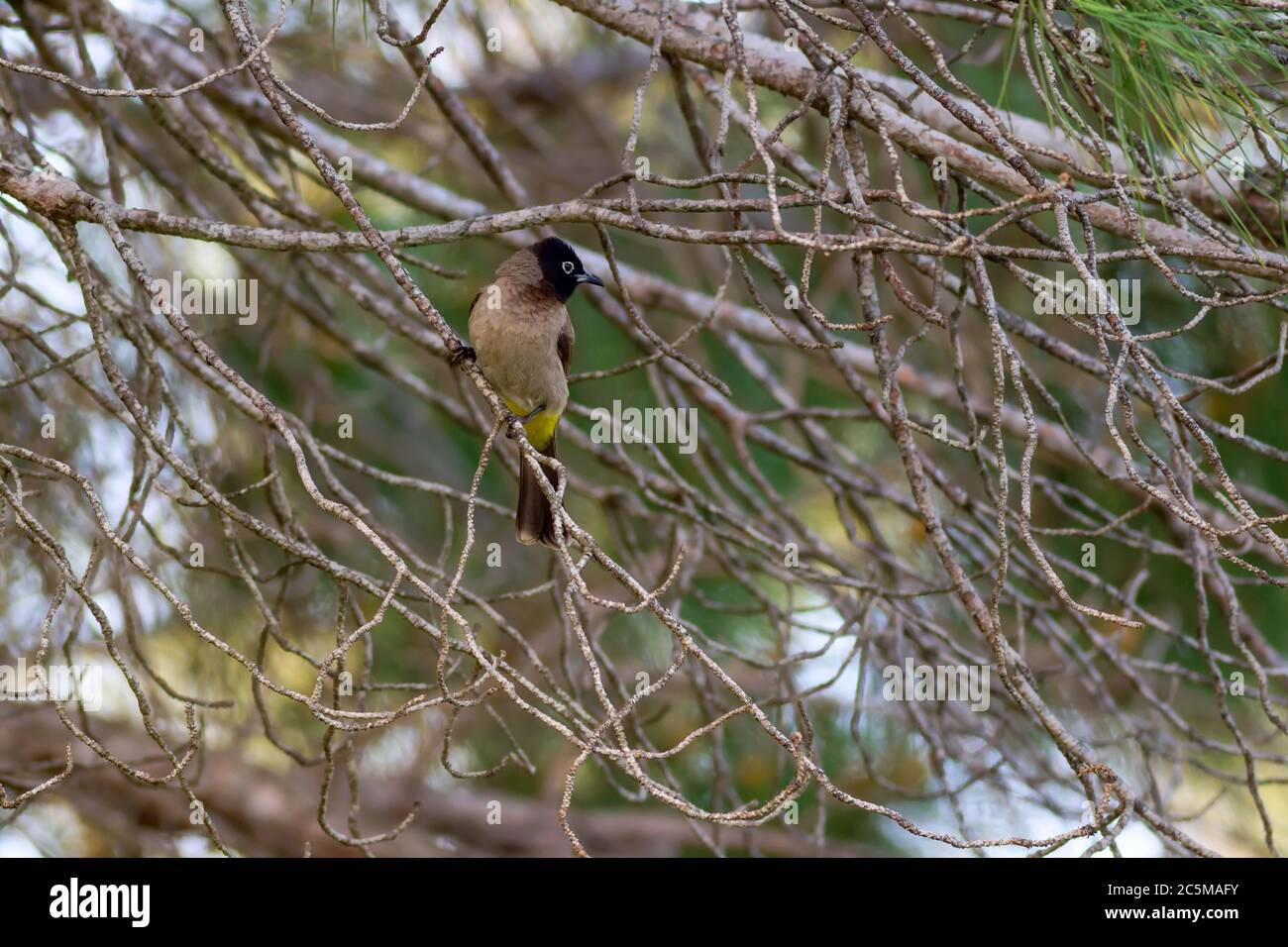 Cute bird bulbul. Nature background. Bird: White spectacled Bulbul ...
