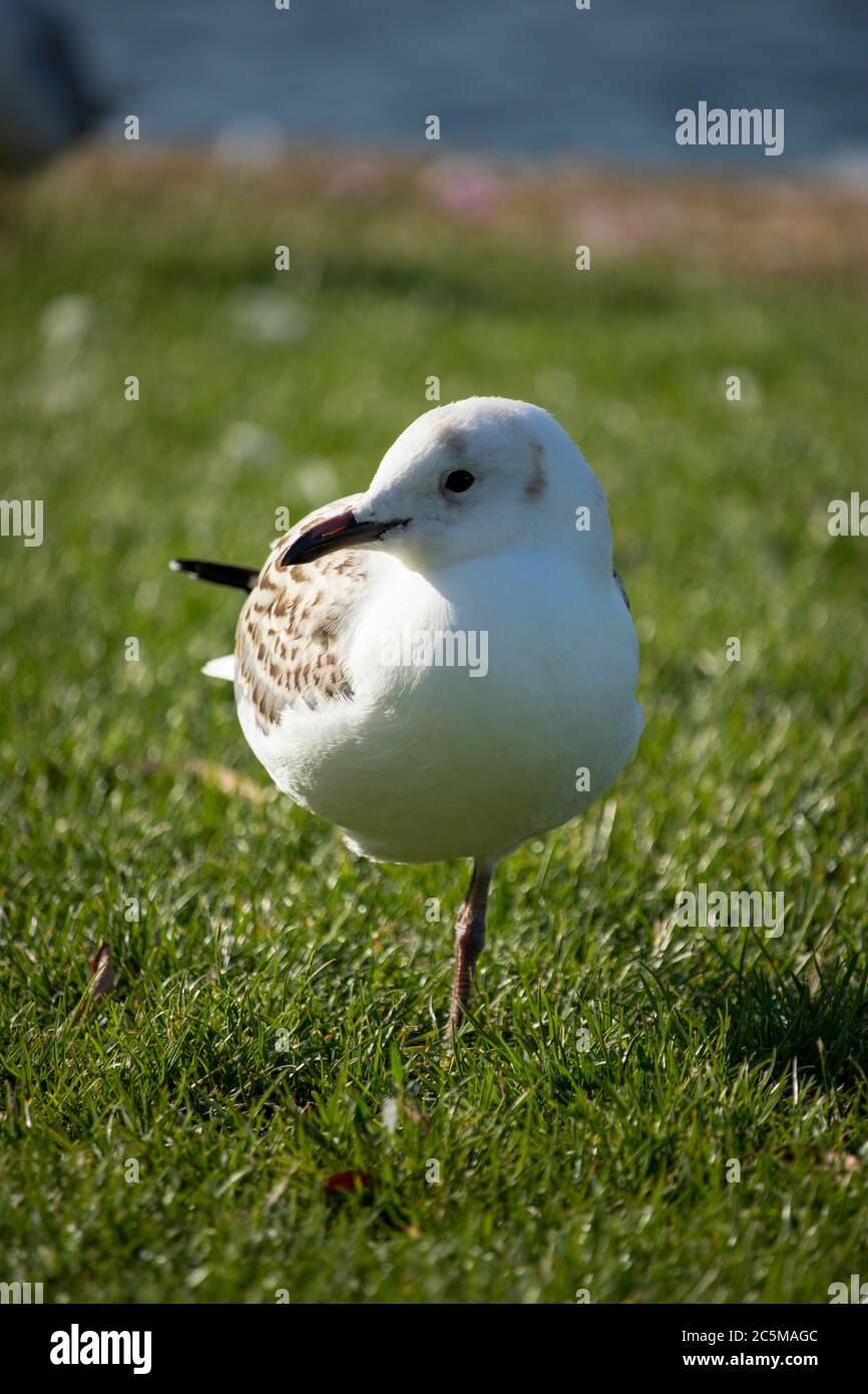 Strong leg bird hi-res stock photography and images - Alamy