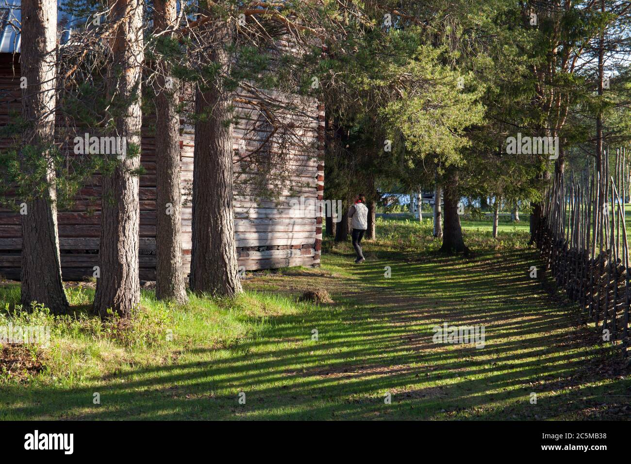 SORSELE, SWEDEN ON JUNE 08, 2020. Evening walk around the homestead ...