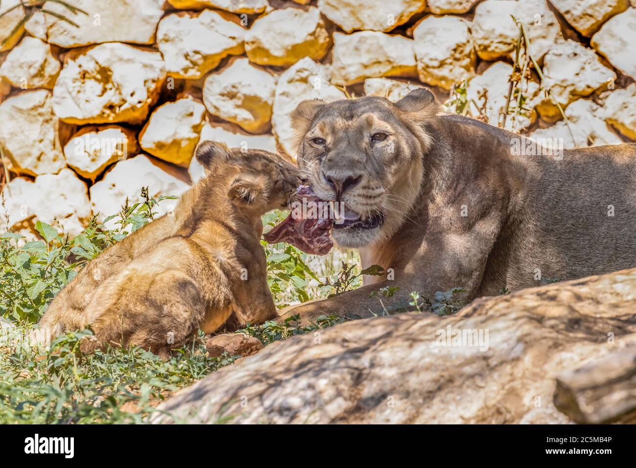 An asian lioness and her young cubs eating in their compound in the ...