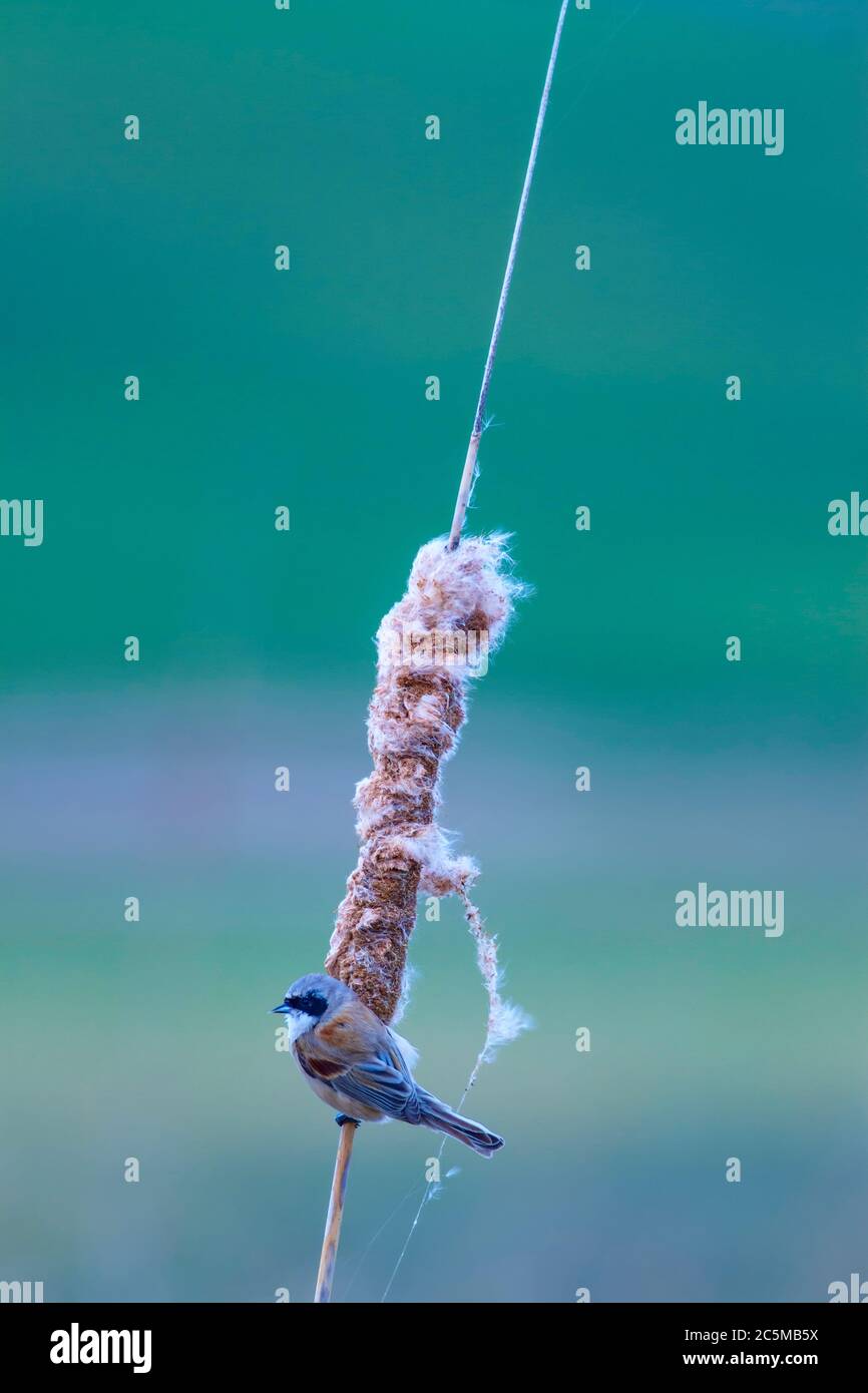 Cute bird. Bird on branch. Bird: Eurasian Penduline Tit. Remiz ...