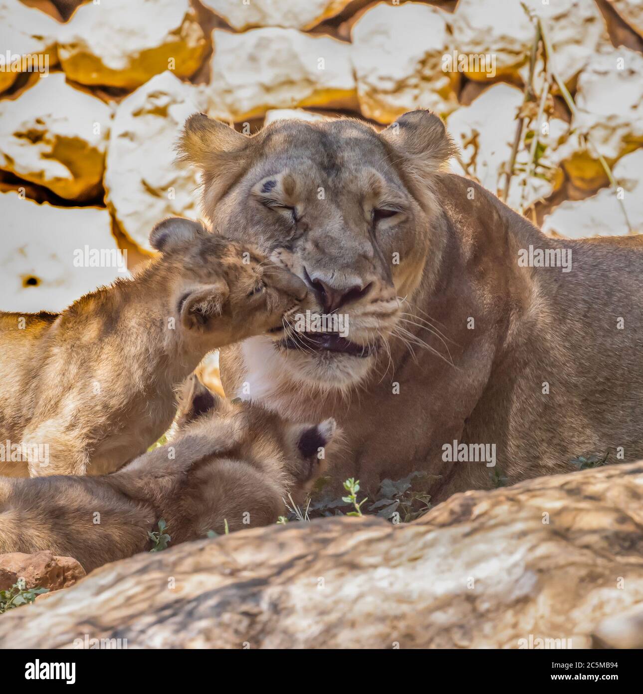 An asian lioness playing with her young cubs in their compound in the ...