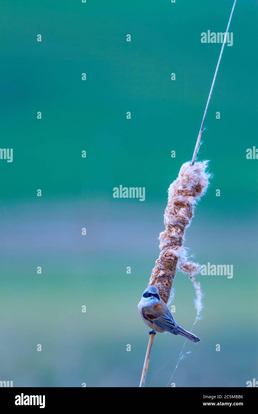 Cute bird. Bird on branch. Bird: Eurasian Penduline Tit. Remiz ...