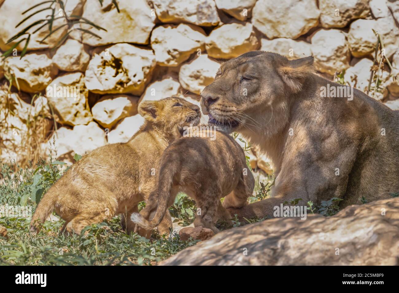 An asian lioness playing with her young cubs in their compound in the ...