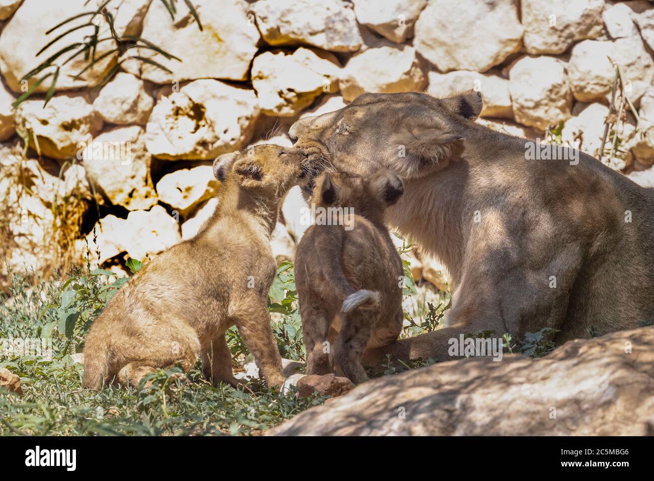 An asian lioness playing with her young cubs in their compound in the ...