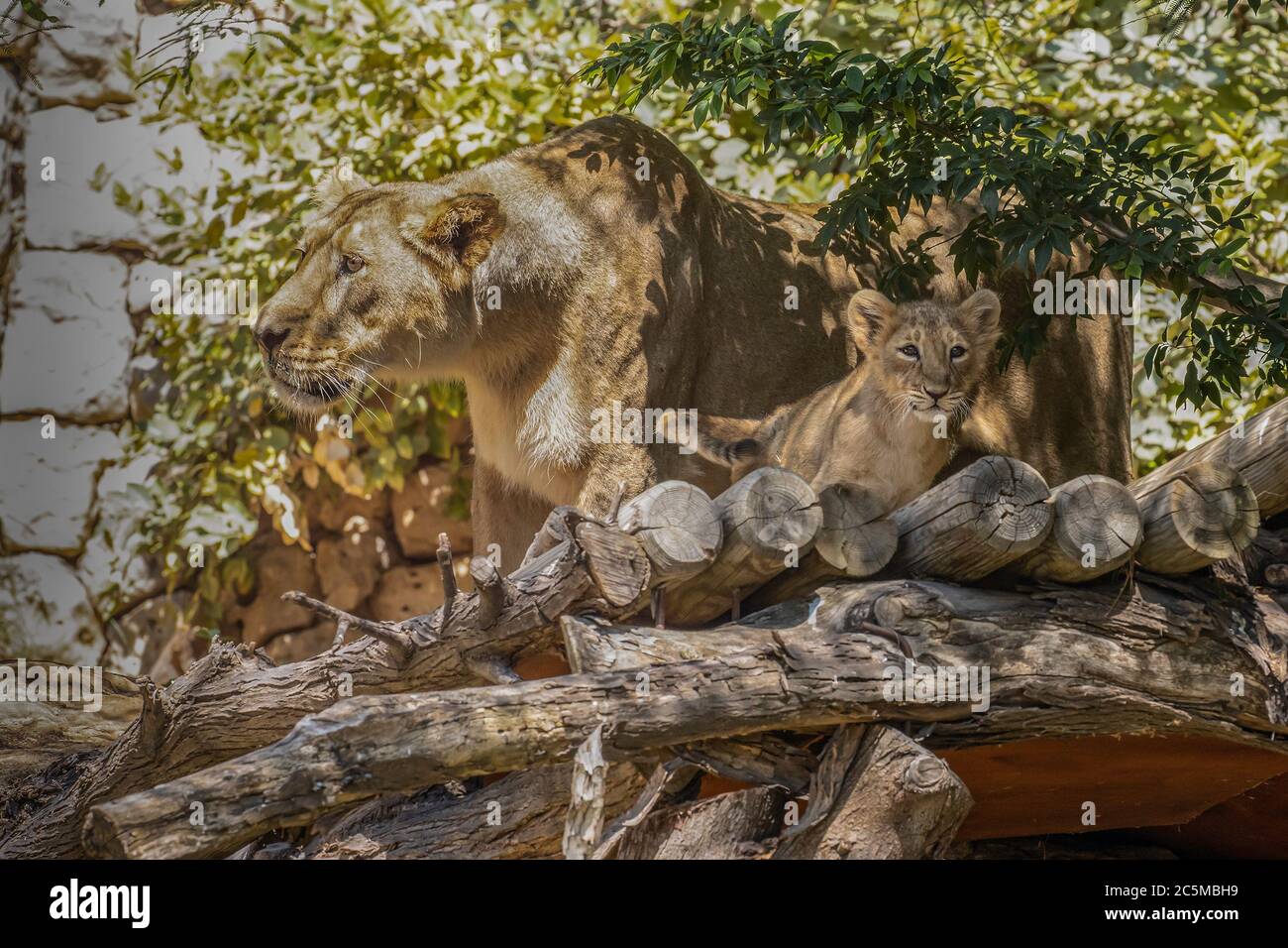 An asian lioness and her young cub in their compound in the Jerusalem ...