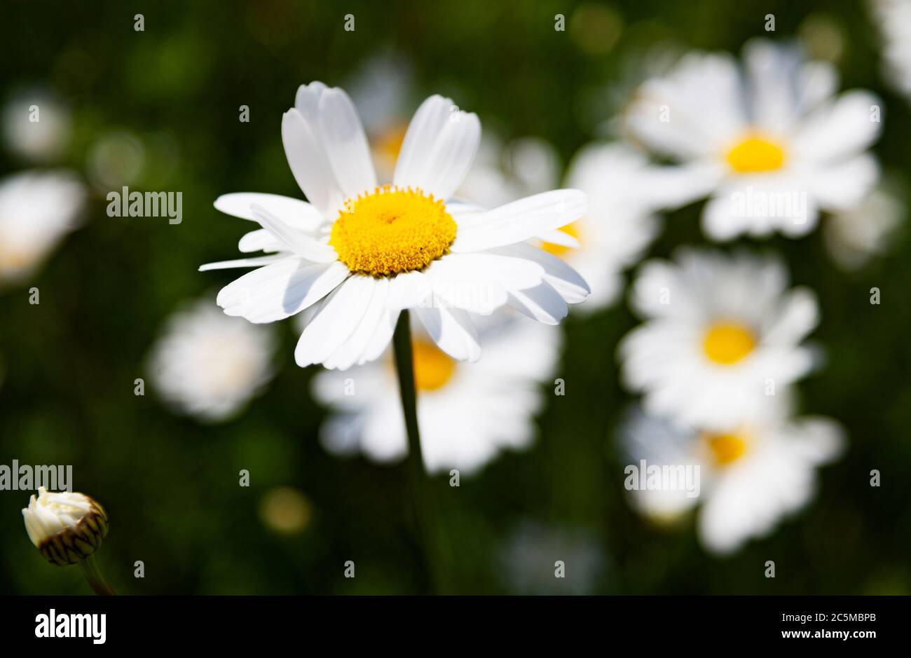 Daisies blowing in wind hi-res stock photography and images - Alamy