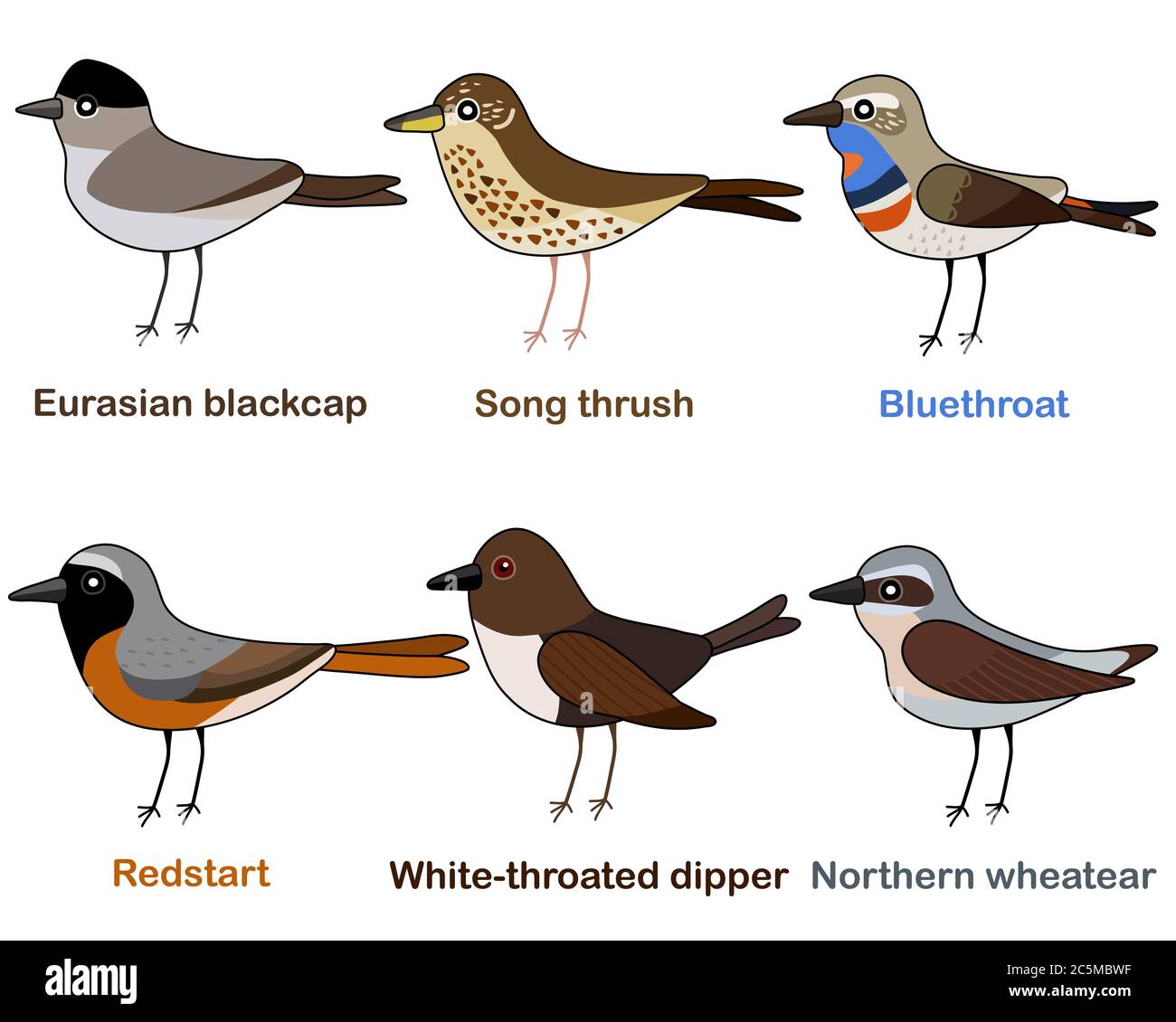 White throated redstart Stock Vector Images - Alamy