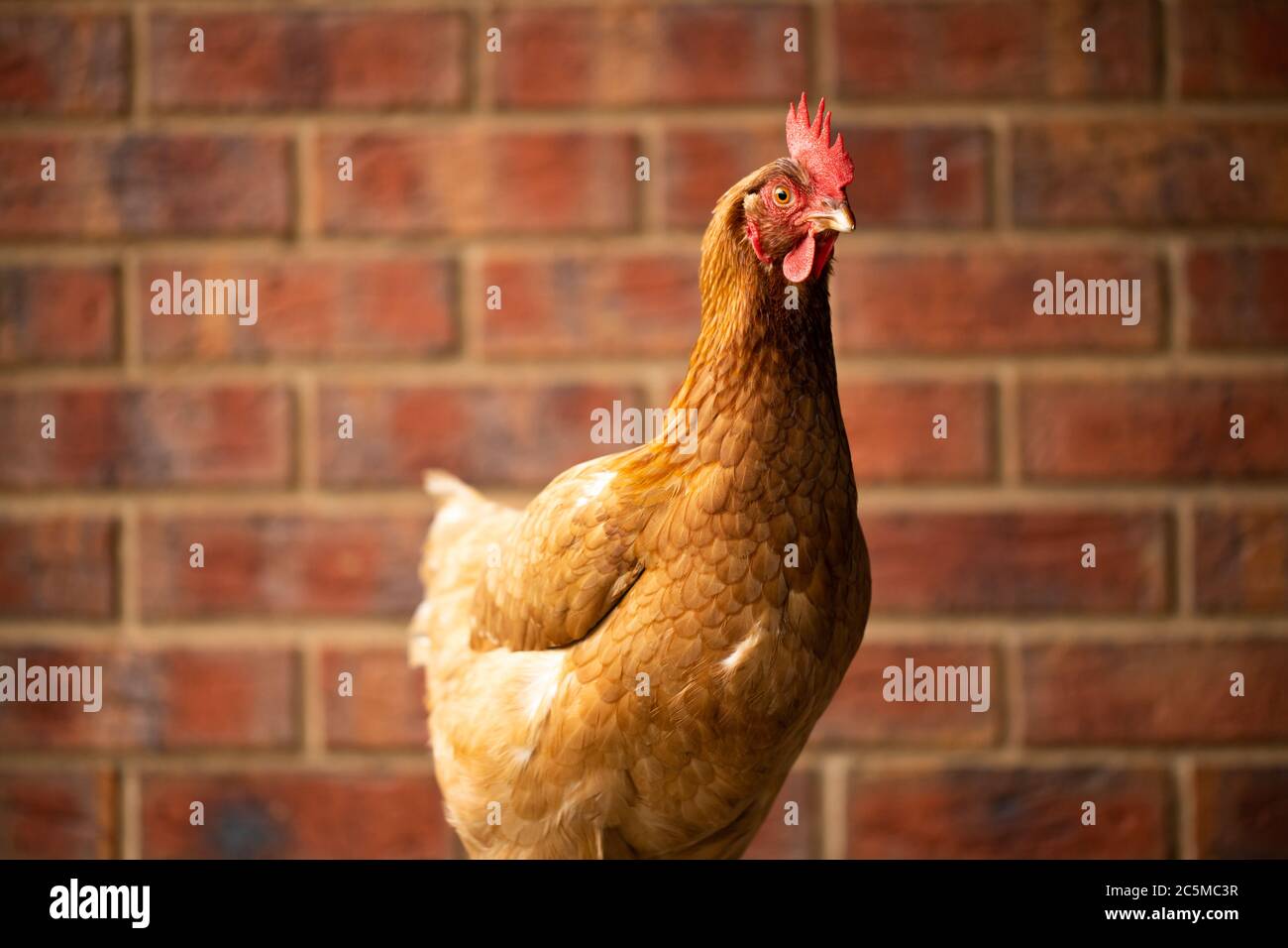 An egg laying free range Isa brown chicken with red brick in back ...