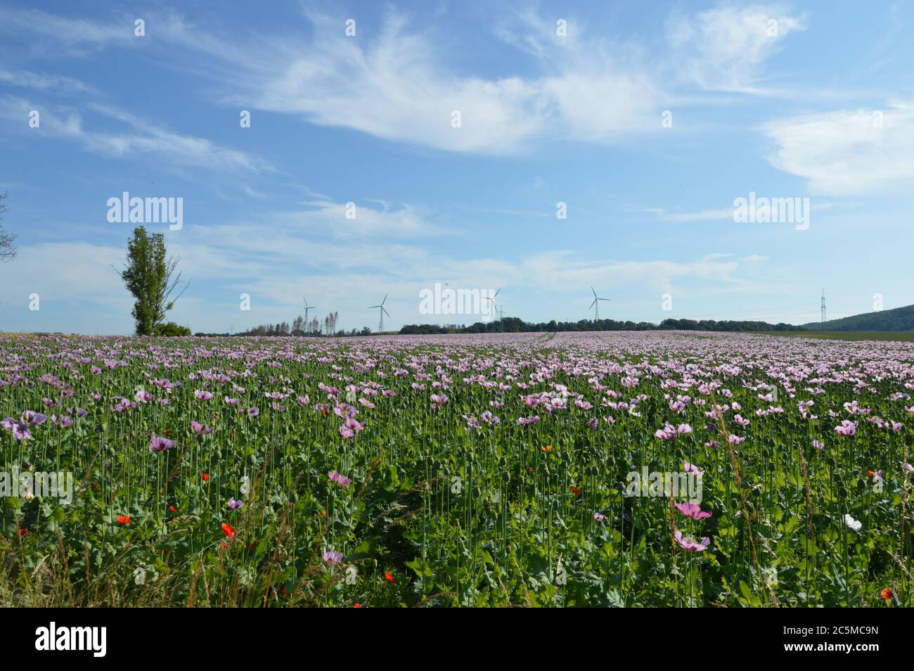 Flowering field of poppies in Kalletal, Germany Stock Photo - Alamy