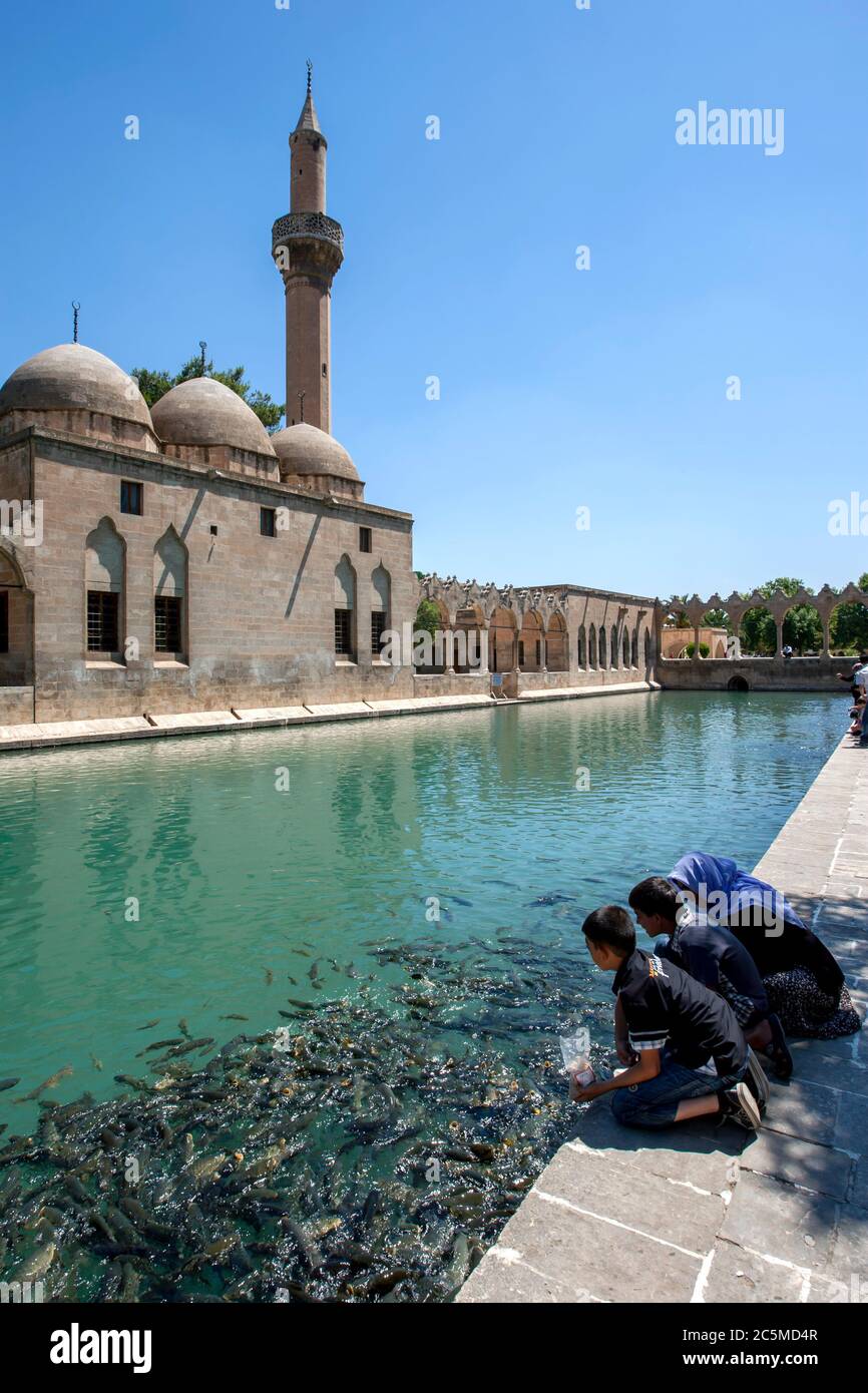 Boys feed the sacred fish at Balikli Gol (Pool of Sacred Fish) at ...