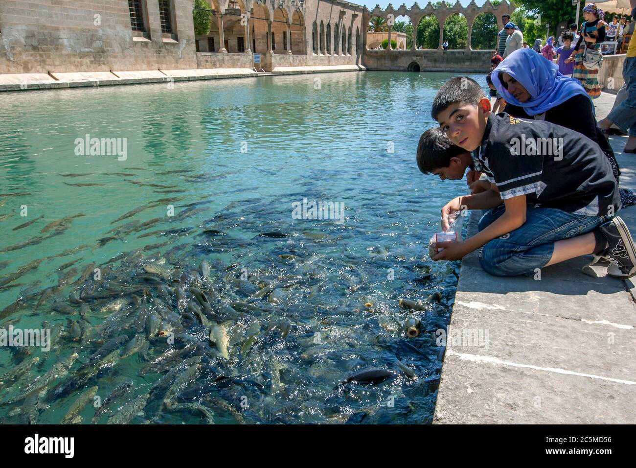 Boys feed the sacred fish at Balikli Gol (Pool of Sacred Fish ...