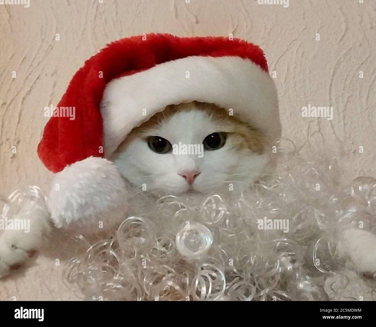 Beautiful white cat wearing christmas hi-res stock photography and ...