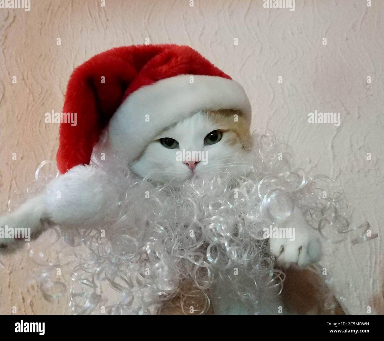 Beautiful white cat wearing christmas hi-res stock photography and ...