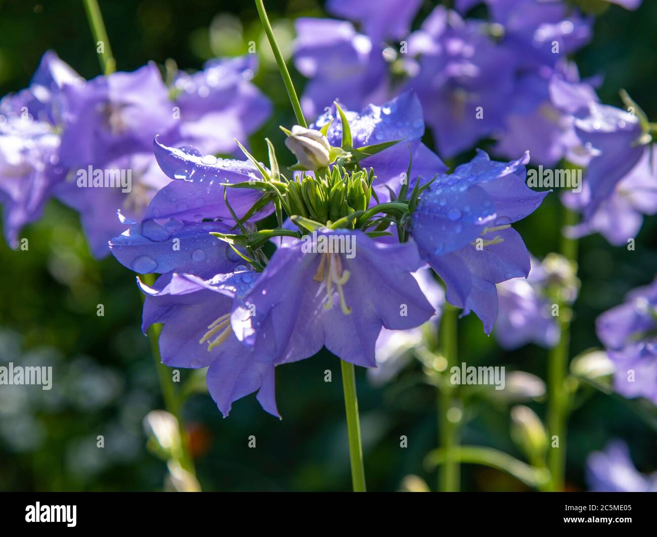 Blue garden bell with dew drops, illuminated by the rays of the sun ...
