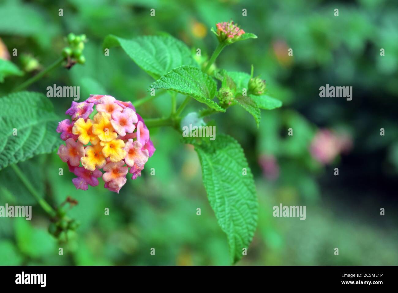 Lantana Camara flowers in nature Stock Photo - Alamy