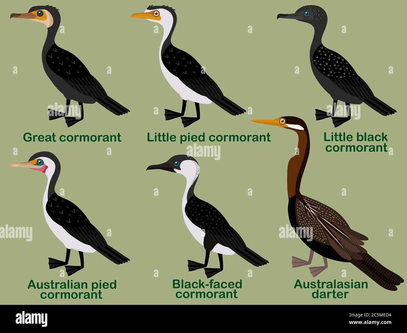 Cute bird vector illustration set, Great cormorant, Little pied, Little ...