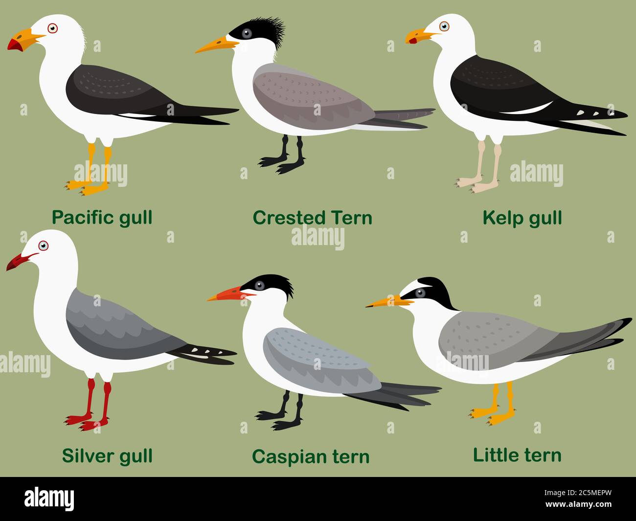 Little crested tern hi-res stock photography and images - Alamy