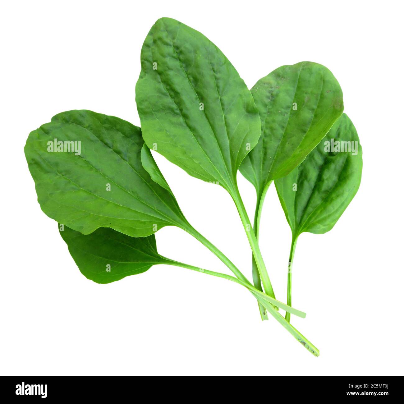 Plantain isolated on white. Clipping Path included Stock Photo - Alamy