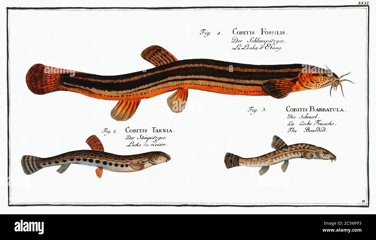 Cobitis fossilis hi-res stock photography and images - Alamy