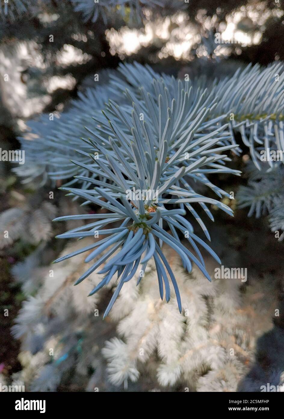 Tien Shan blue spruce close up background Stock Photo - Alamy