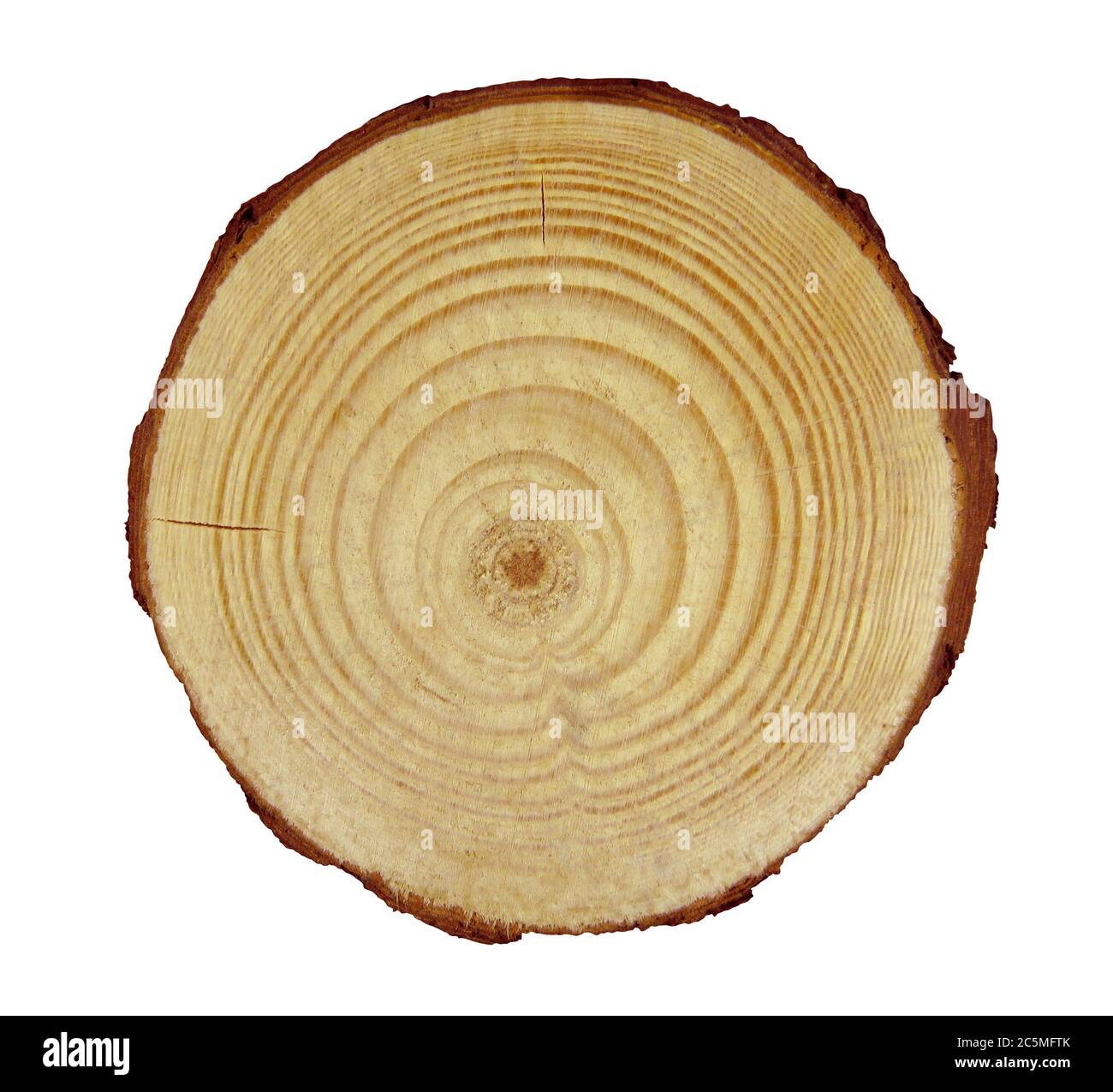 Wooden cross section of trunk isolated on white background with ...